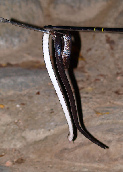 Slaty-grey snake | Project Noah