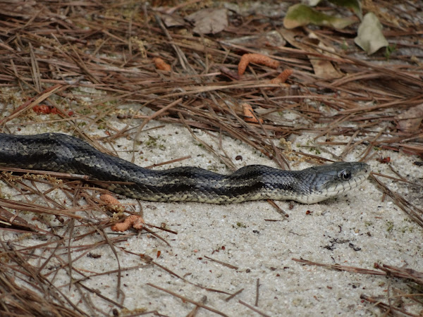 Eastern Black Rat Snake | Project Noah