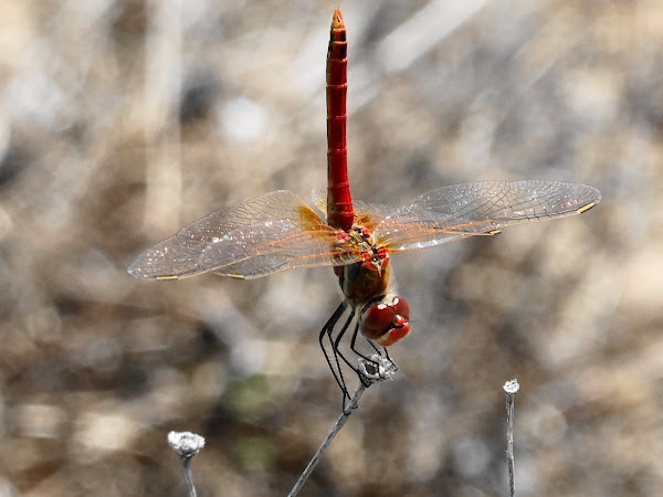 Red-veined Darter | Project Noah