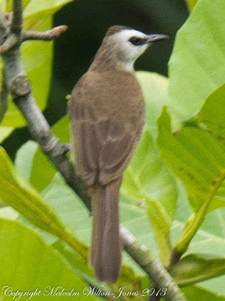Yellow-vented Bulbul | Project Noah