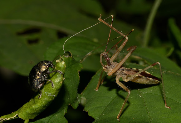 Assasin Bug & Beetle | Project Noah