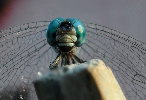 Spotting | Project Noah