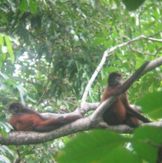 Spider Monkey | Project Noah