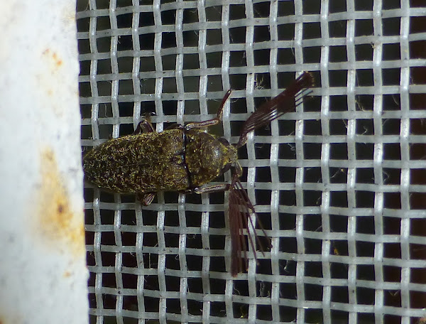 Cider Beetle | Project Noah