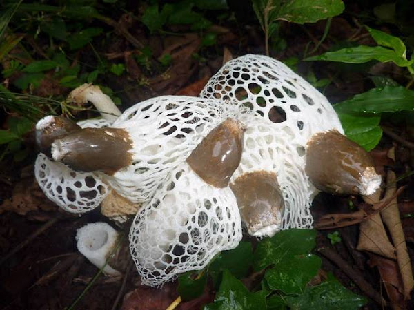 Hongo Falo | Project Noah