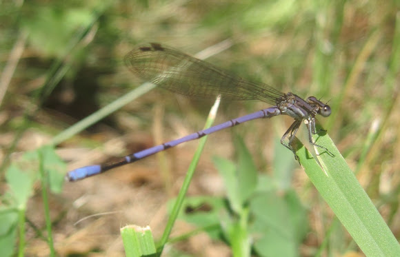 Violet Dancer | Project Noah
