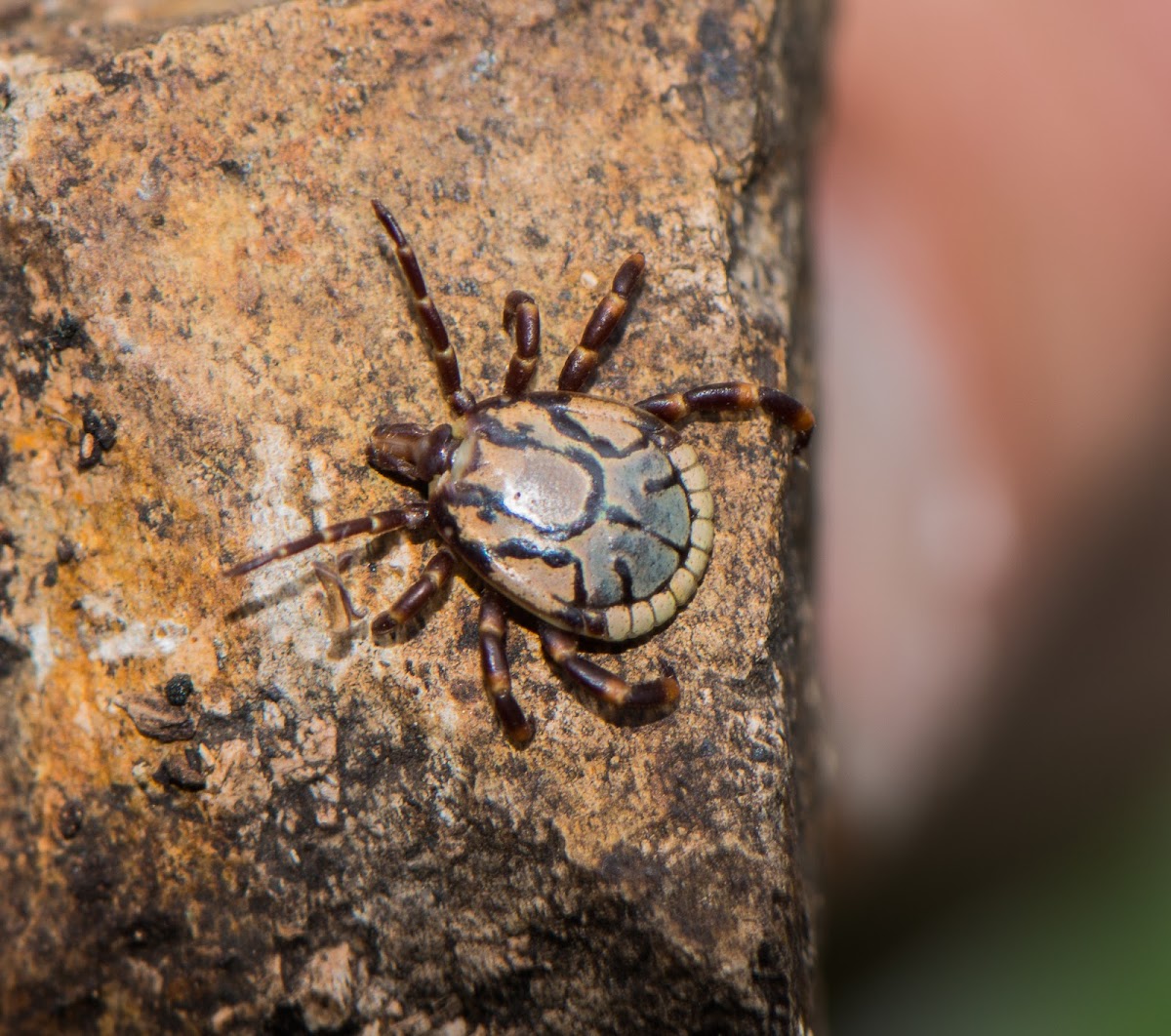 African Bont Tick (♂) | Project Noah