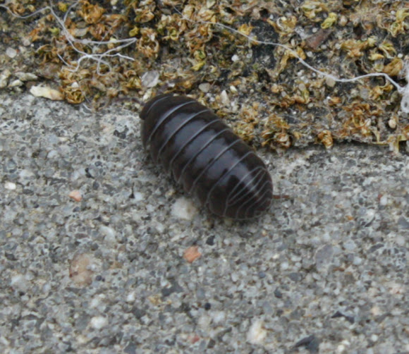 Bicho da contas | Project Noah