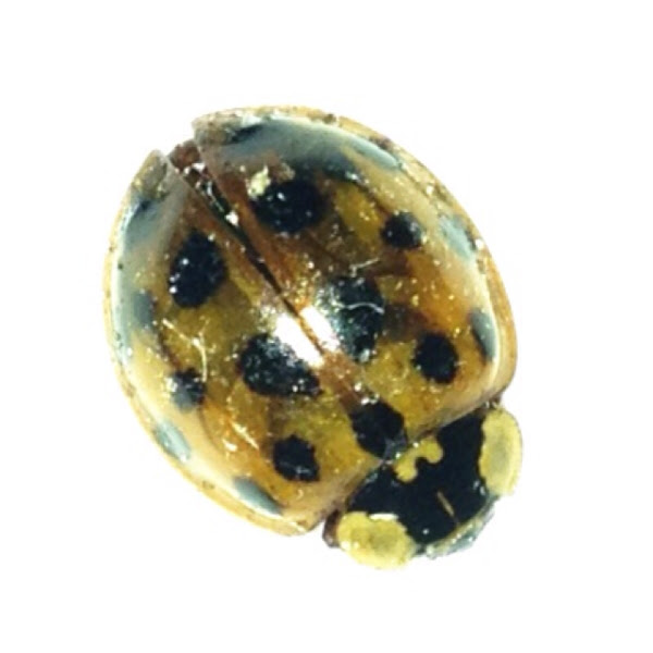 MULTICOLORED ASIAN LADY BEETLE | Project Noah