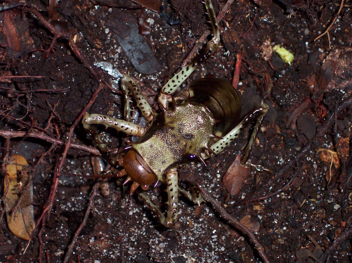 African Armoured cricket | Project Noah