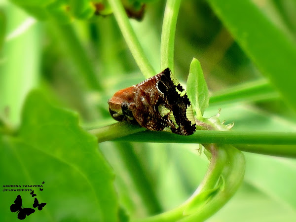 Ricaniid Planthopper | Project Noah