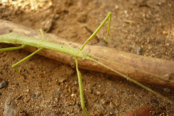 stick insect | Project Noah