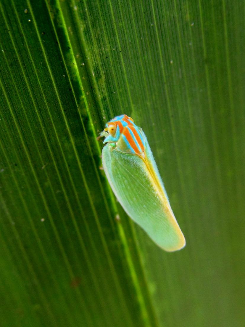 Palm Flatid Planthopper | Project Noah