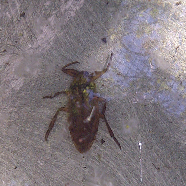 Toe-biter | Project Noah