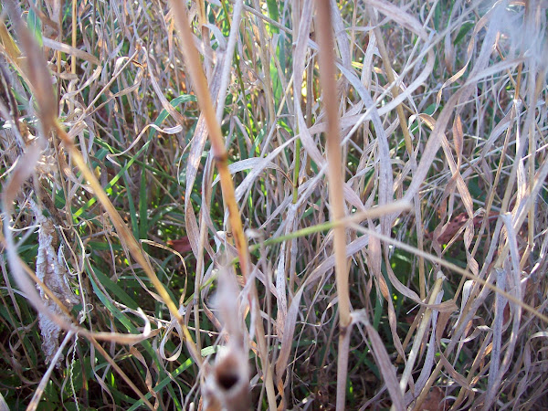 Smooth brome | Project Noah