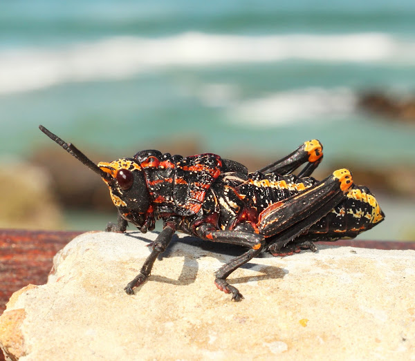 Koppie Foam Grasshopper (Immature) | Project Noah