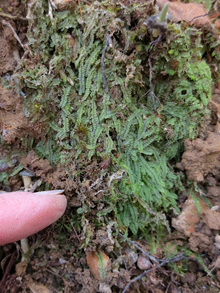 Leafy liverwort | Project Noah