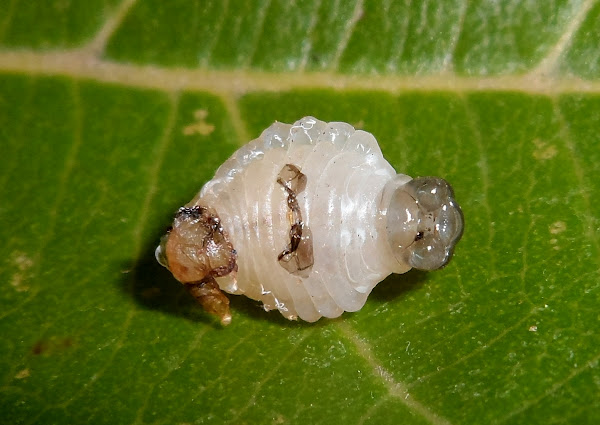 Paper wasp larva | Project Noah