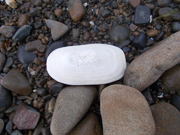 Shield Shell | Project Noah