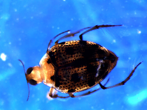Crawling Water Beetle | Project Noah