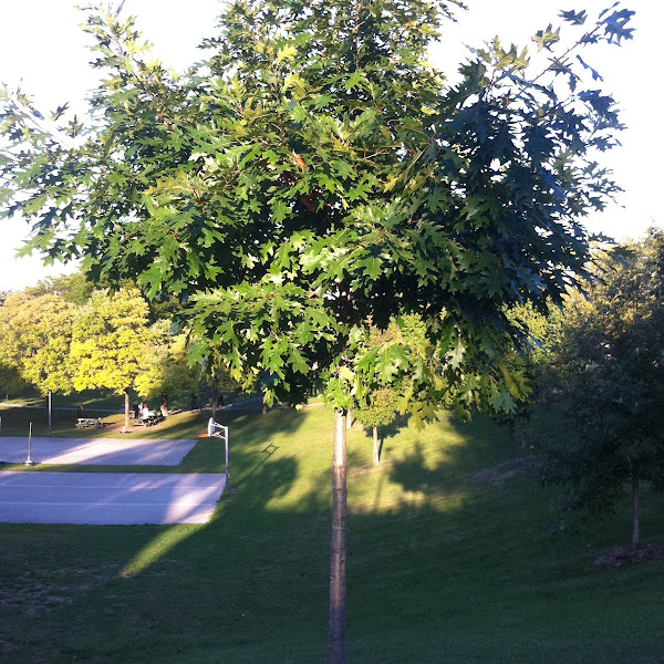 Red oak | Project Noah