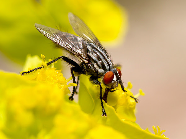 Moscarda de la carne (Flesh Fly) | Project Noah