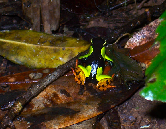 Mantella frog | Project Noah