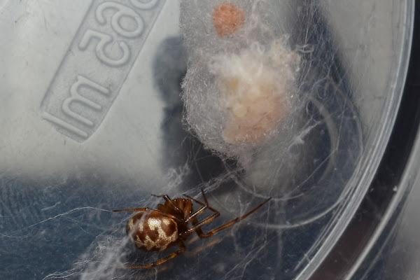 Triangulate cobweb spider | Project Noah