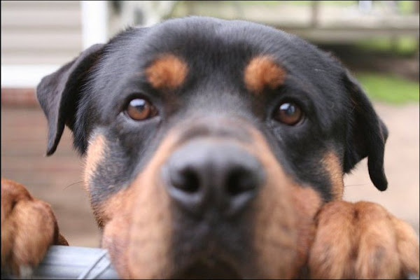 Rottweiler | Project Noah