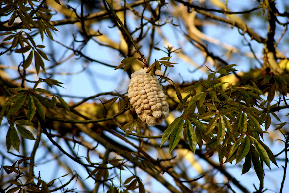 Open pod of silk-floss tree | Project Noah