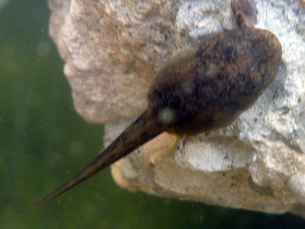 Tadpole | Project Noah