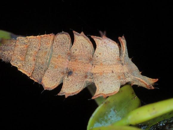 Geometridae larva | Project Noah