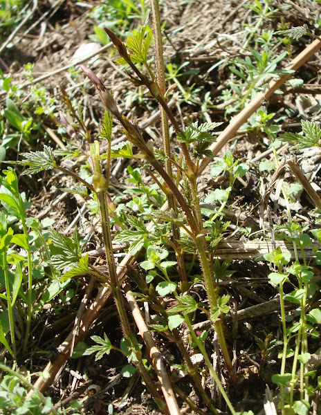 Hop sprouts / Izdanci hmelja | Project Noah