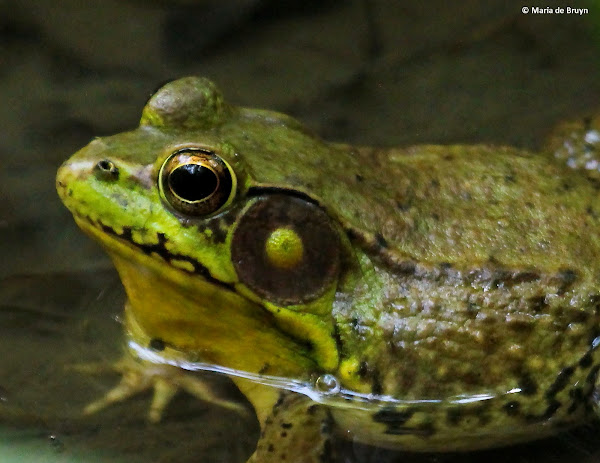 Green or bronze frog | Project Noah