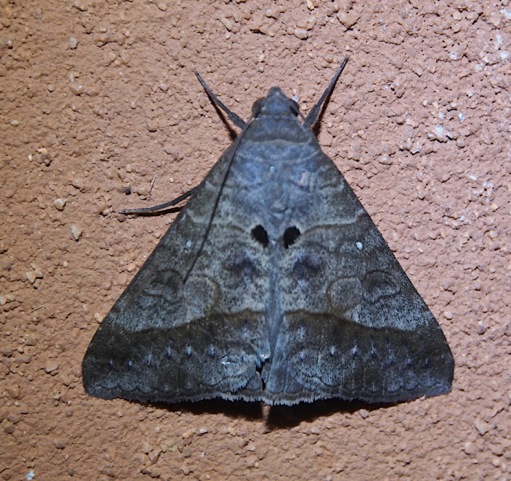 Small Mocis Moth | Project Noah