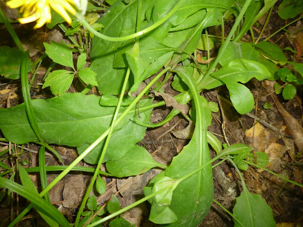 Two-flower Cynthia, Dwarf Dandelion | Project Noah