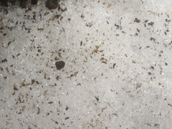 Snow fleas | Project Noah