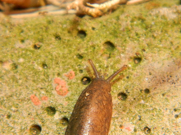 Pancake Slug | Project Noah