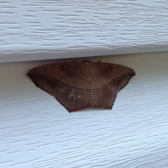 Large Maple Spanworm Moth | Project Noah