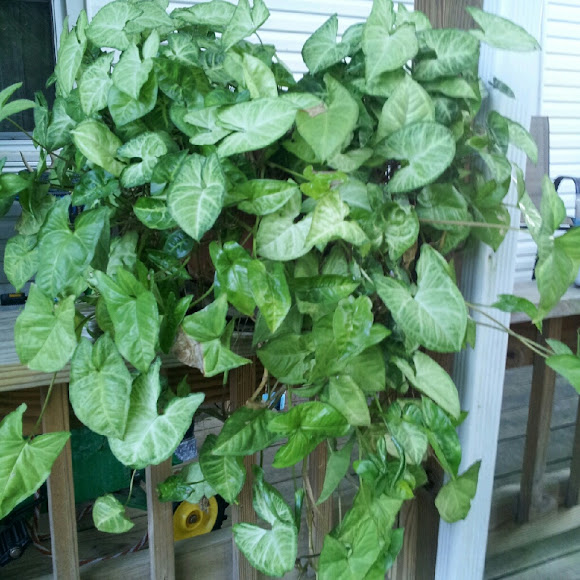 Arrowhead plant | Project Noah