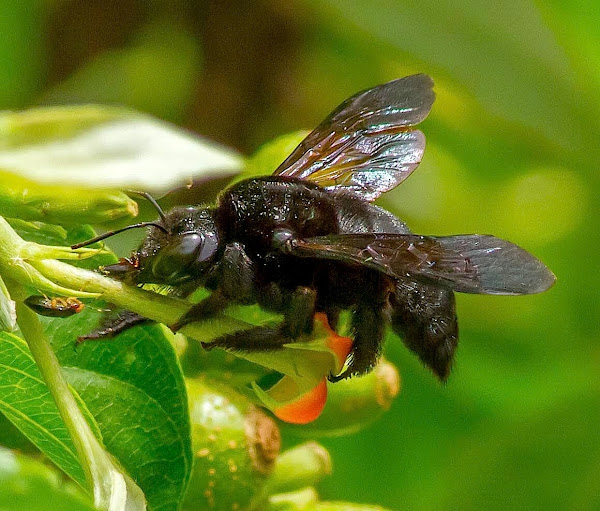Carpenter Bee | Project Noah