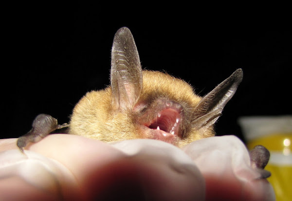 Northern Myotis | Project Noah