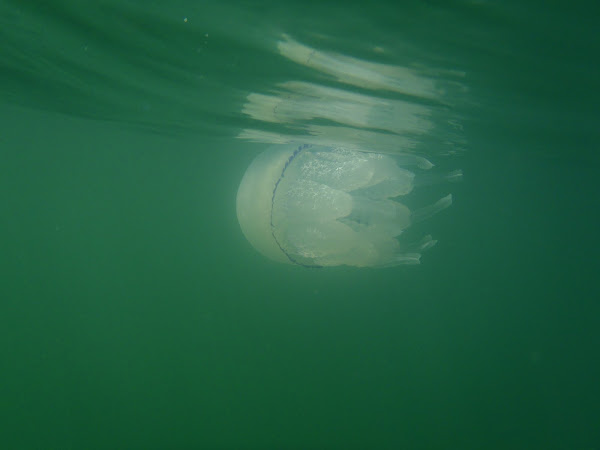 Acéfalo azul. Jellyfish | Project Noah