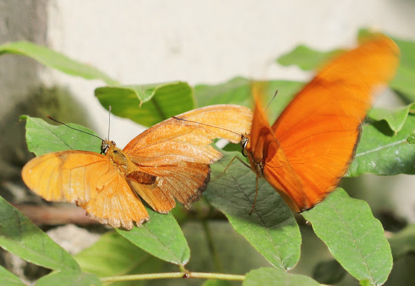 Flame Butterfly | Project Noah