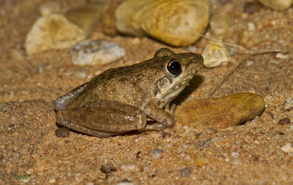 Bumpy Rocket Frog | Project Noah