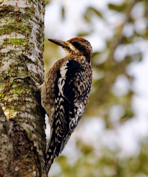 yellow-bellied sapsucker (female woodpecker) | Project Noah