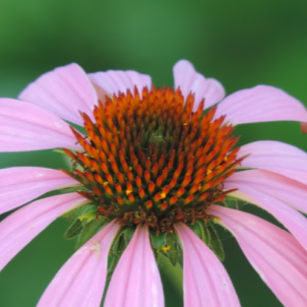 Purple Coneflower | Project Noah
