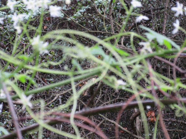 Cucamonga Manroot | Project Noah