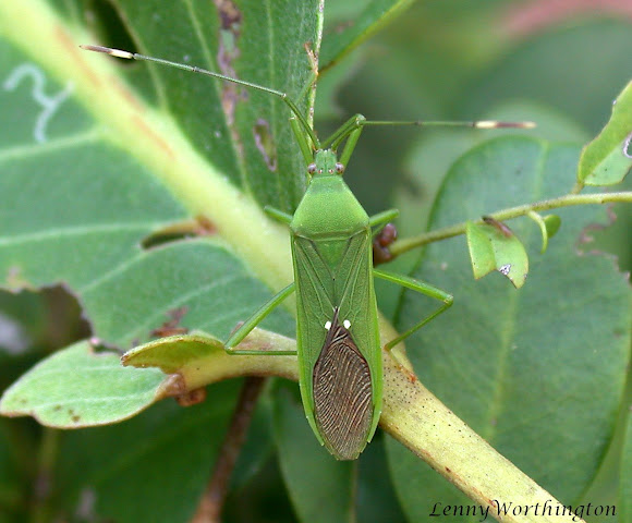 Coreid Bug | Project Noah