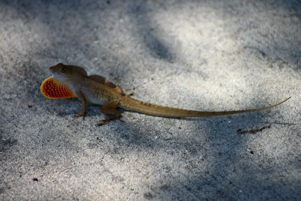 Brown Anole | Project Noah